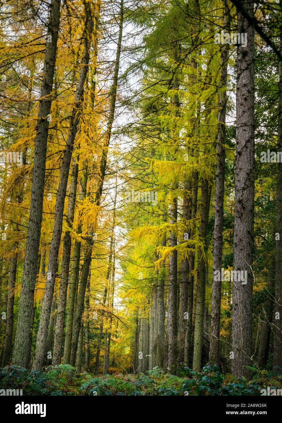An avenue of Corsican pine trees, Stoke woods, Bicester, England, UK ...