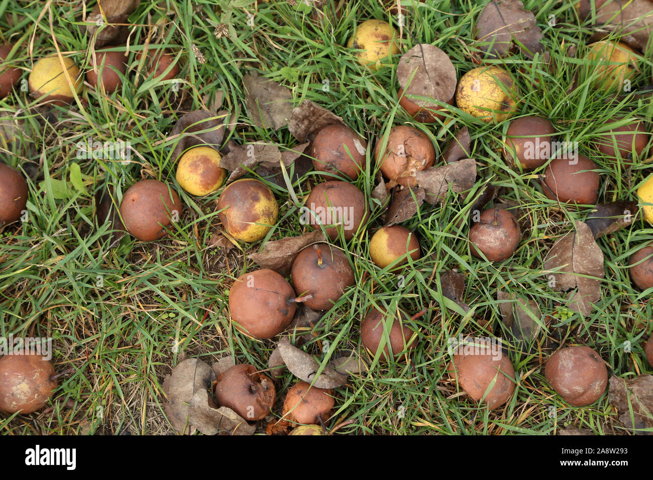 Rotting apples on branch hi-res stock photography and images - Alamy