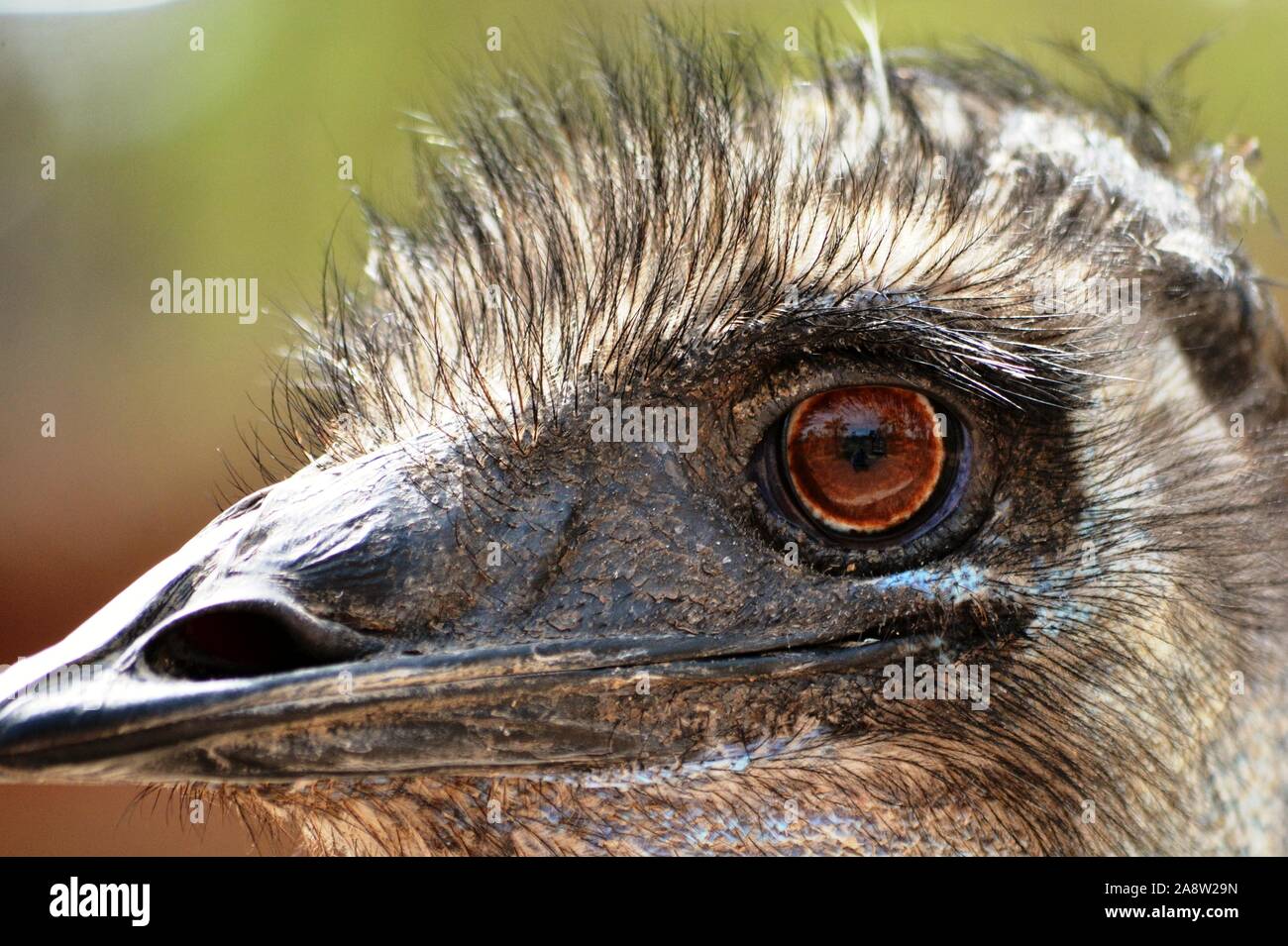 Emu head portrait hi-res stock photography and images - Alamy