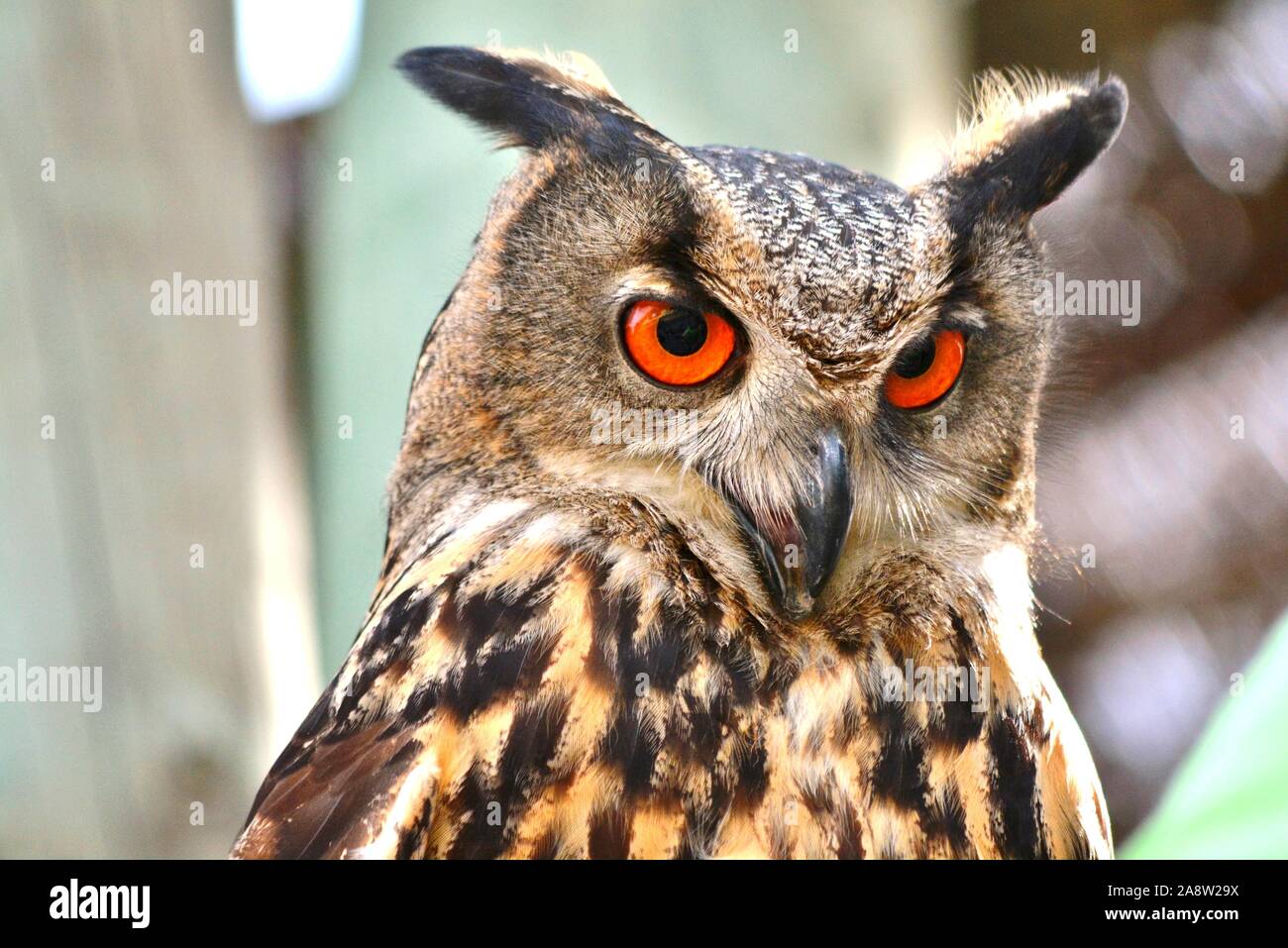 an owl with the orange eyes Stock Photo - Alamy