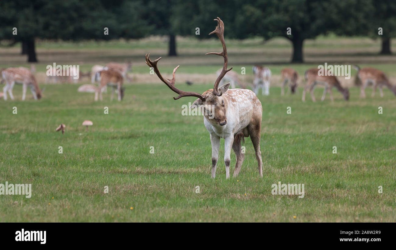 Oh my Deer! Red and fallow deer in rutting season in Richmond Park ...