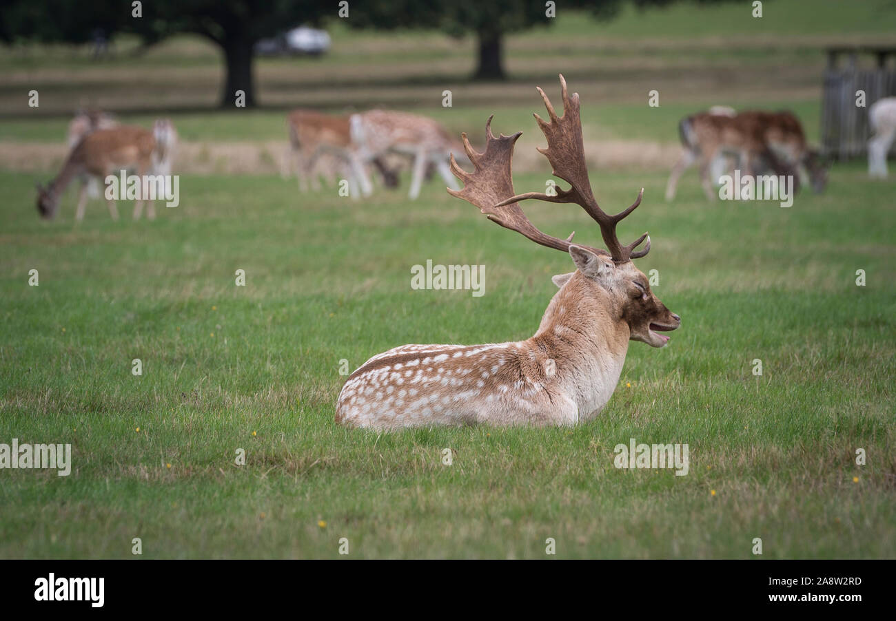 Oh my Deer! Red and fallow deer in rutting season in Richmond Park ...