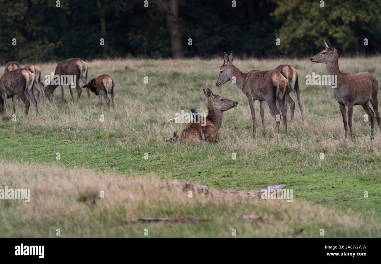 Oh my Deer! Red and fallow deer in rutting season in Richmond Park ...