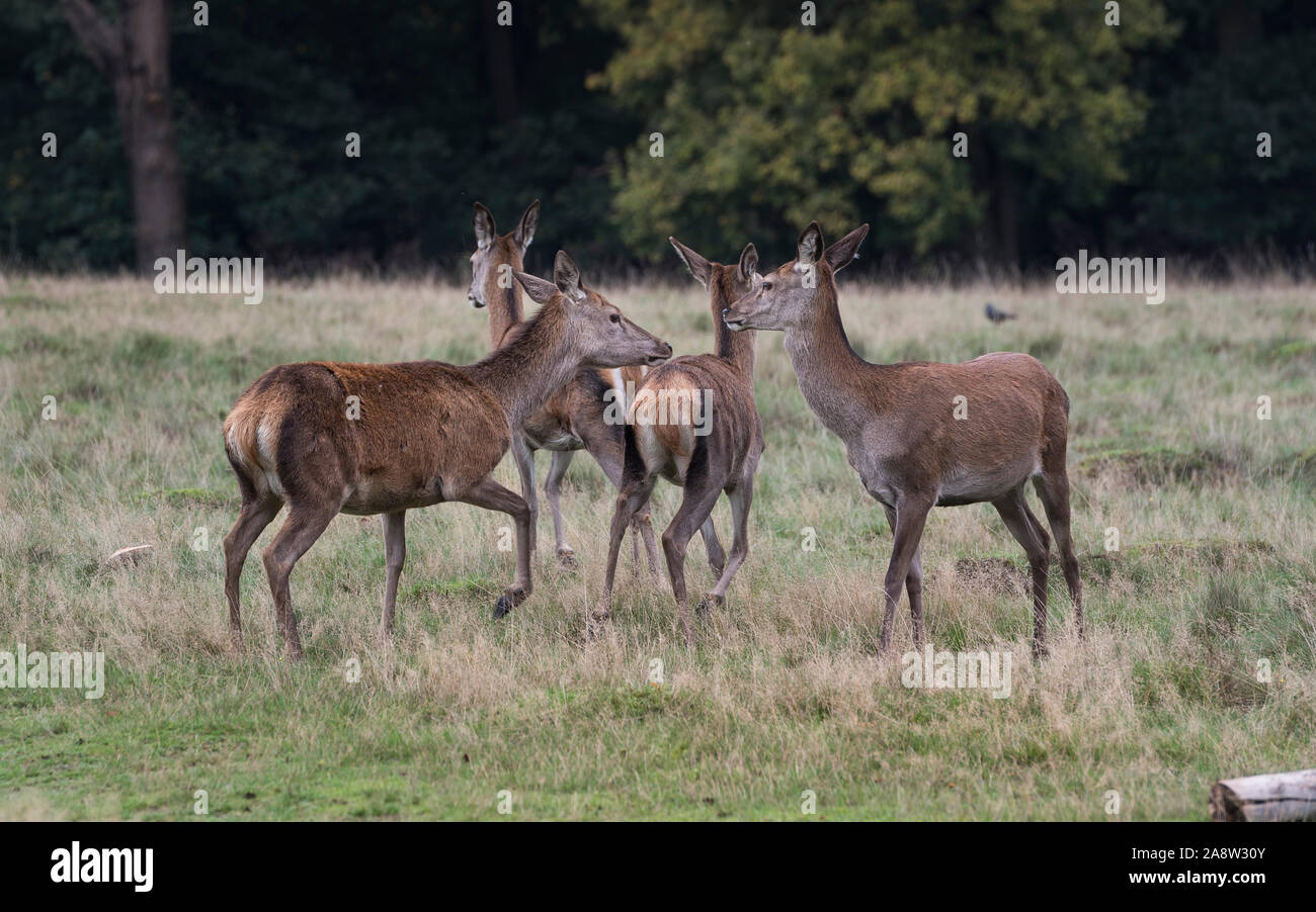 Oh my Deer! Red and fallow deer in rutting season in Richmond Park ...
