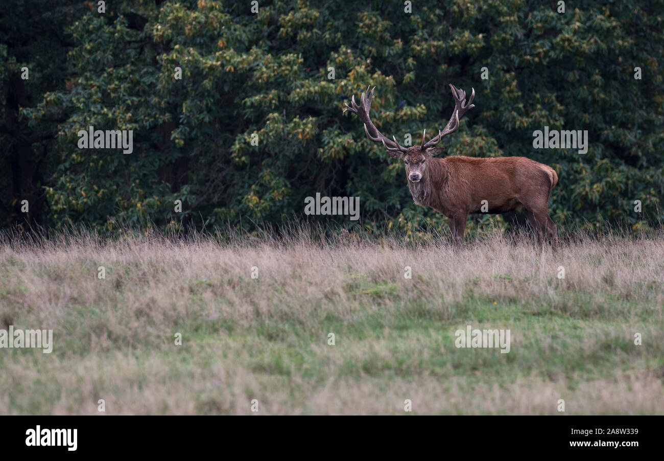 Oh my Deer! Red and fallow deer in rutting season in Richmond Park ...