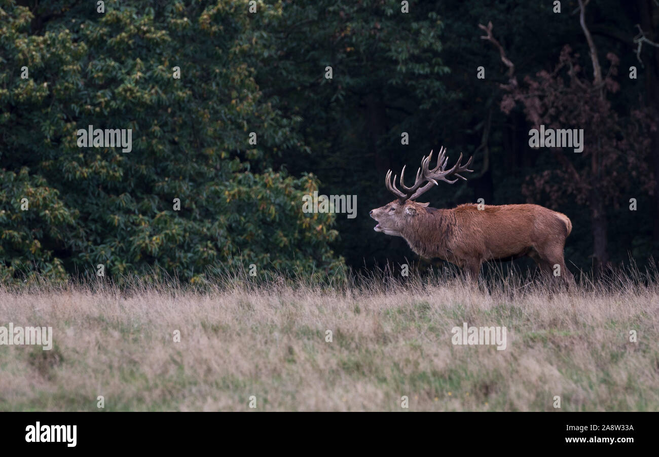 Oh my Deer! Red and fallow deer in rutting season in Richmond Park ...