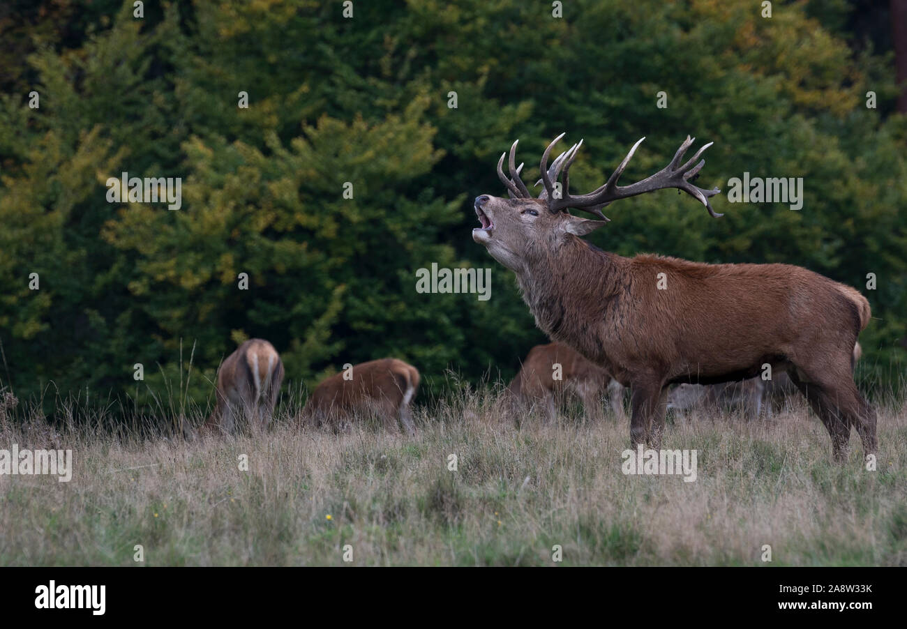 Oh my Deer! Red and fallow deer in rutting season in Richmond Park ...