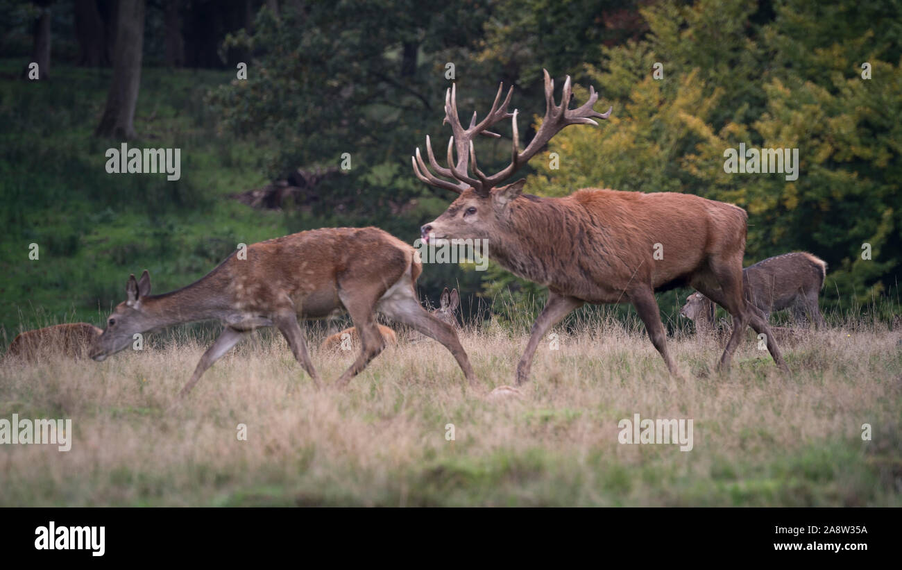Oh my Deer! Red and fallow deer in rutting season in Richmond Park ...