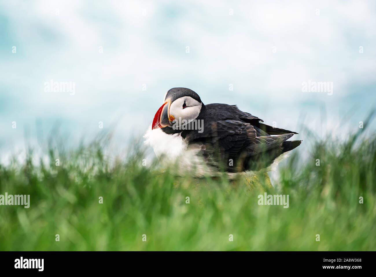 Single atlantic puffin Stock Photo - Alamy