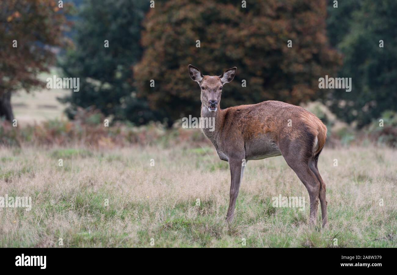 Oh my Deer! Red and fallow deer in rutting season in Richmond Park ...