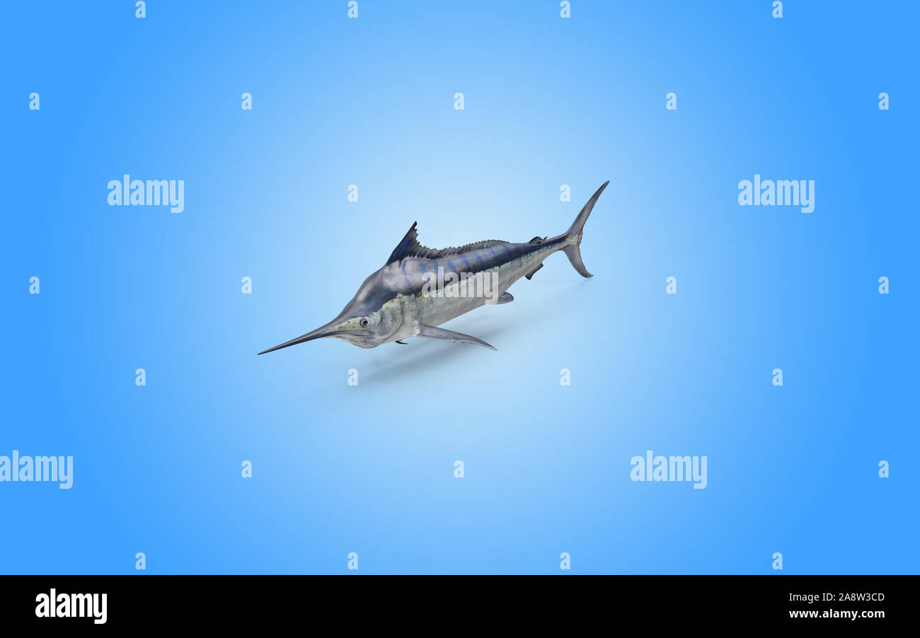 Blue Marlin fish on a shiny blue surface. High resolution scene ...
