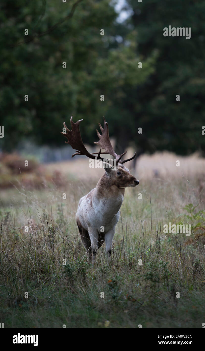 Oh my Deer! Red and fallow deer in rutting season in Richmond Park ...