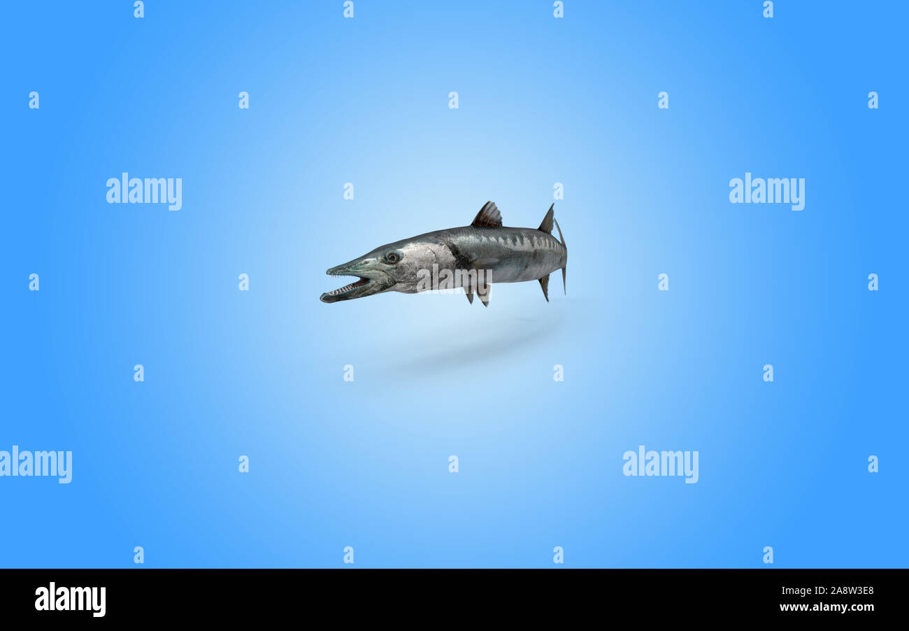 Barracuda fish on a shiny blue surface. High resolution scene designed ...