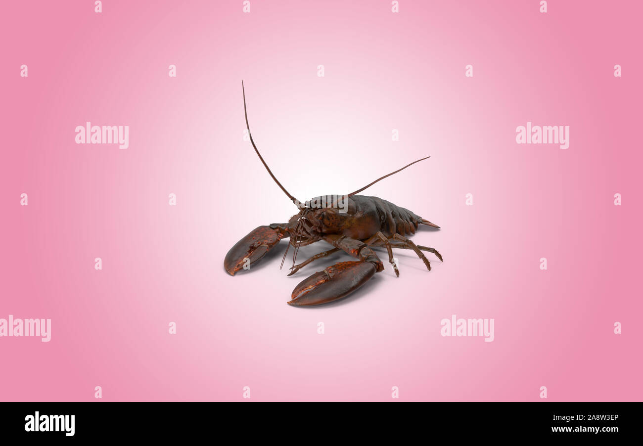 Lobster on a shiny pink surface. High resolution scene designed with ...