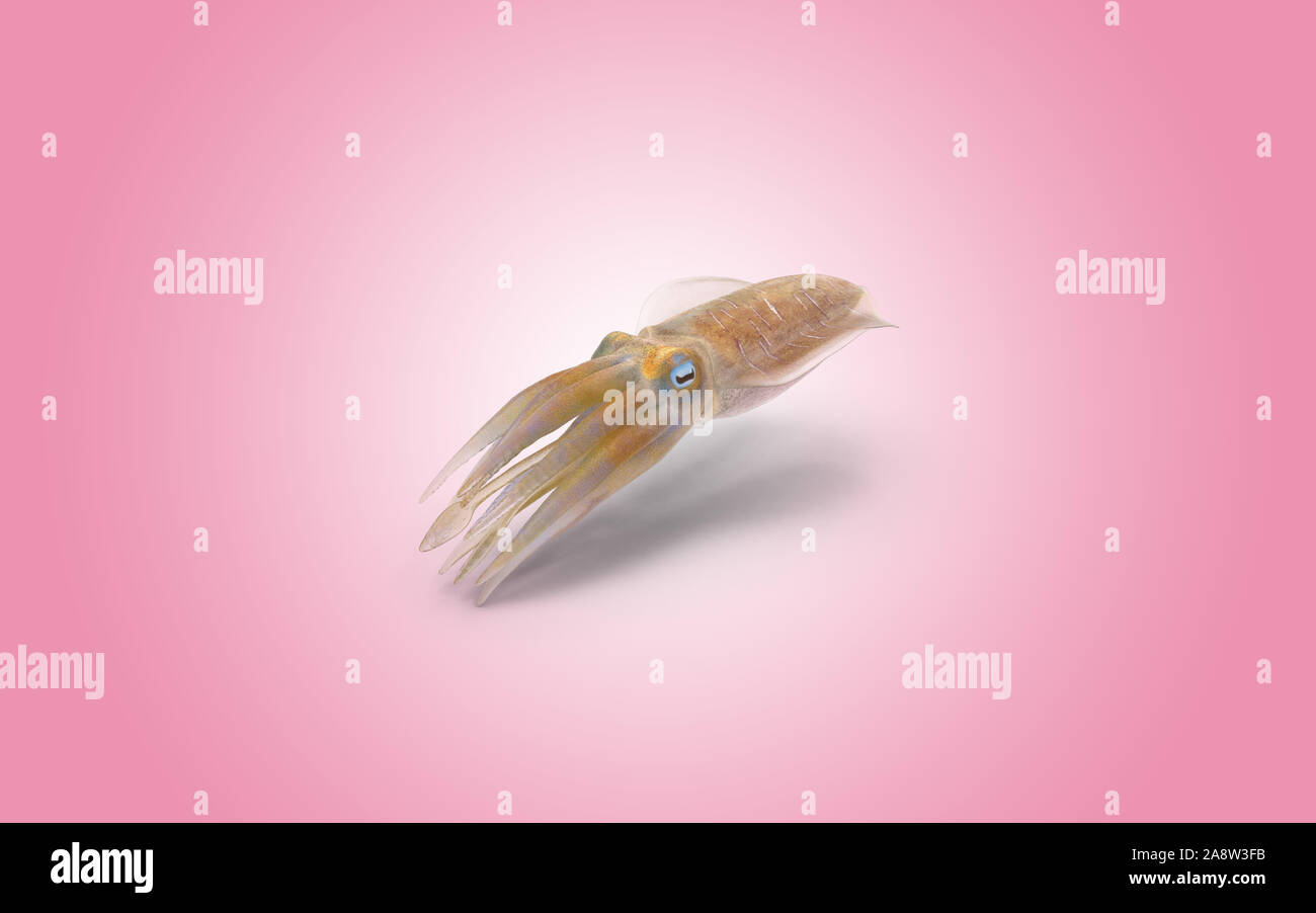 Squid on a shiny pink surface. High resolution scene designed with ...