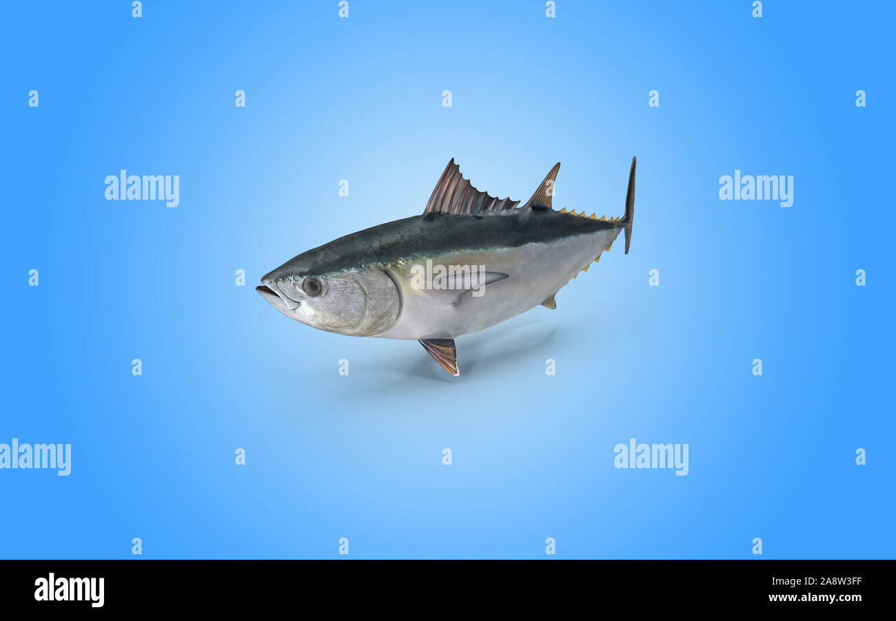 Tuna fish on a shiny blue surface. High resolution scene designed with ...
