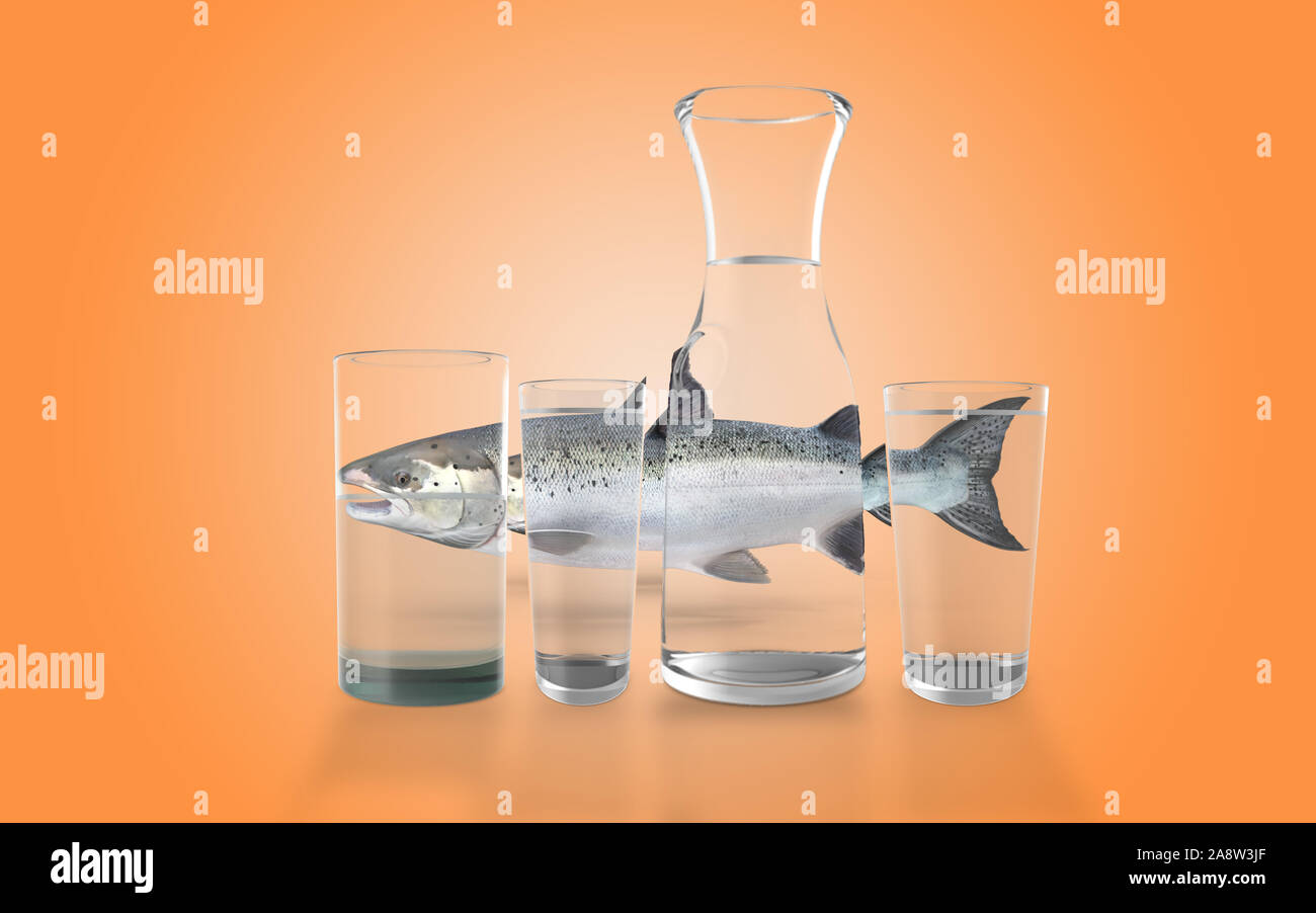 Salmon Fish seem sliced behind glasses full with water on orange ...