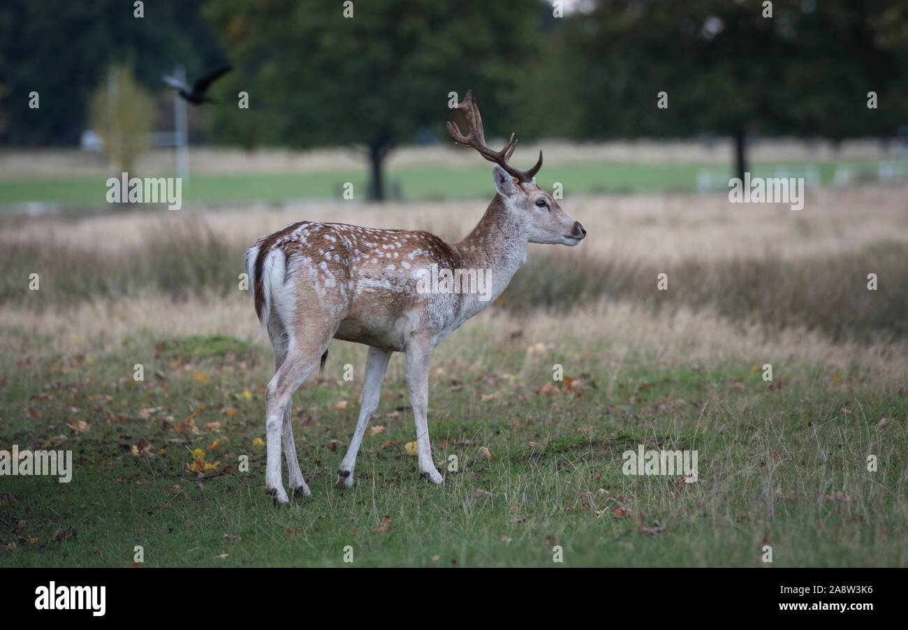 Oh my Deer! Red and fallow deer in rutting season in Richmond Park ...
