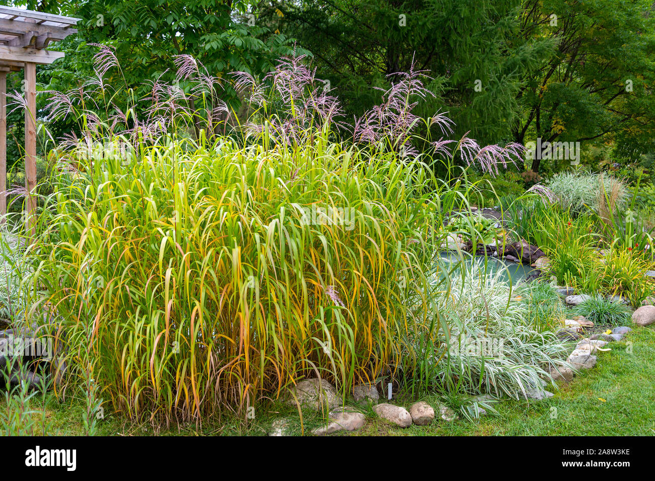 Garden pond shrub border hi-res stock photography and images - Alamy