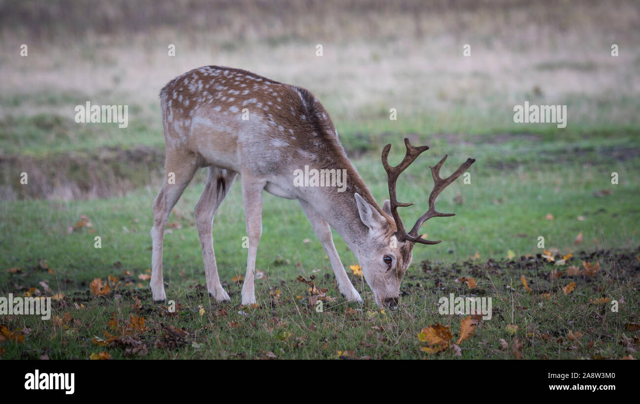 Oh my Deer! Red and fallow deer in rutting season in Richmond Park ...