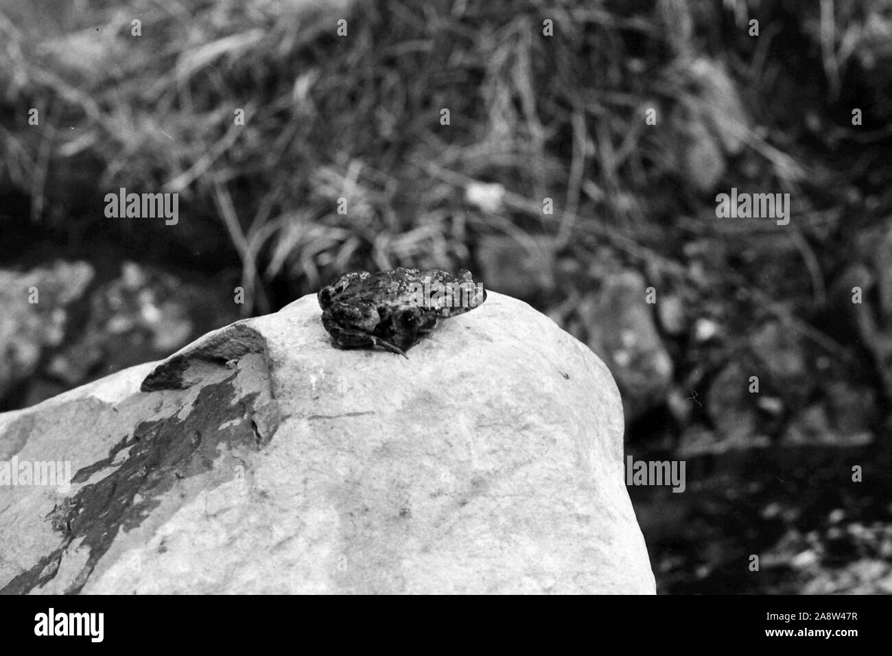 Bw frog hi-res stock photography and images - Alamy