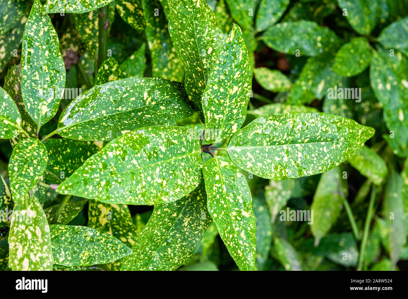 Spotted Laurel Aucuba japonica Stock Photo - Alamy