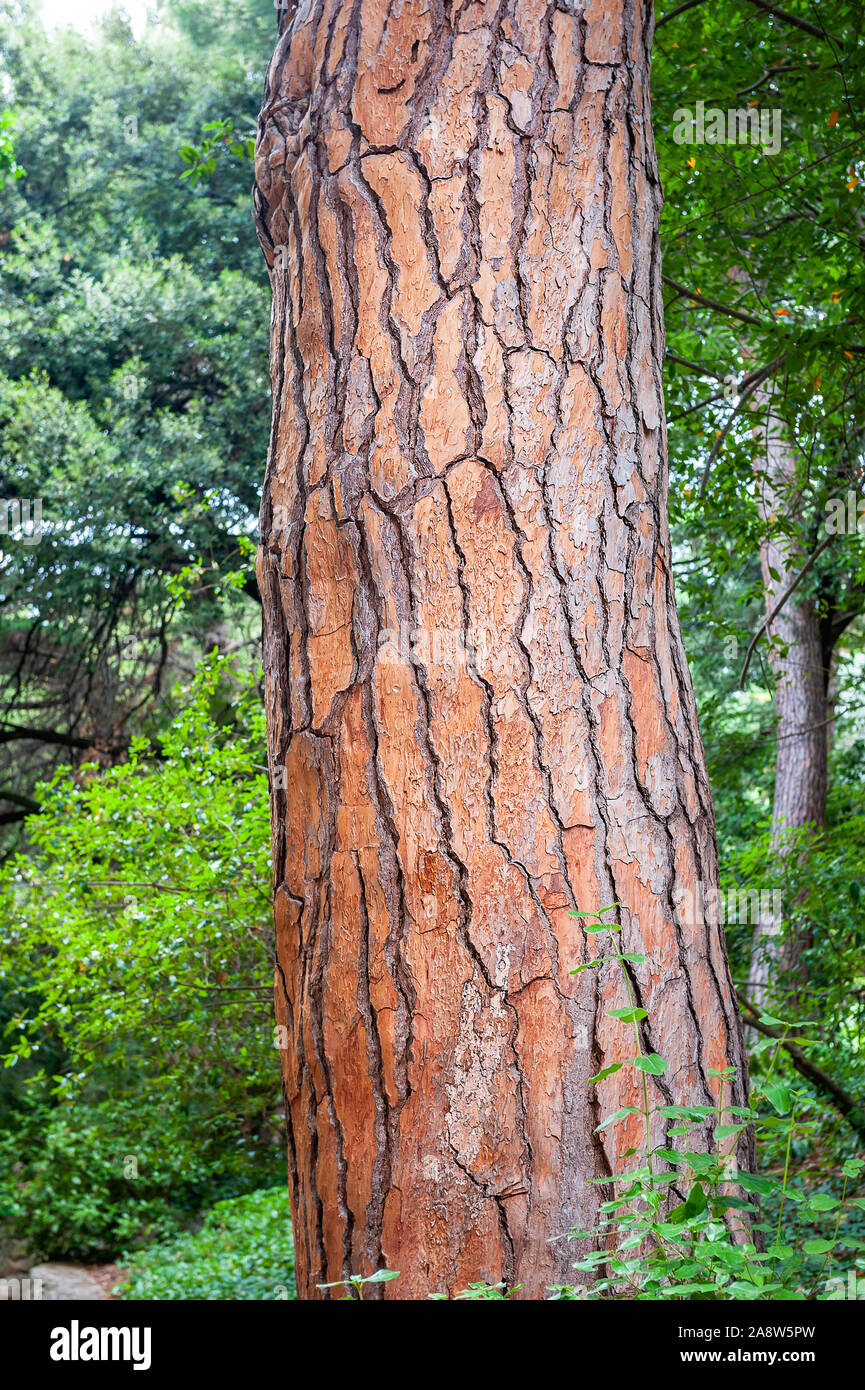 Textured bark of a tree Stock Photo - Alamy