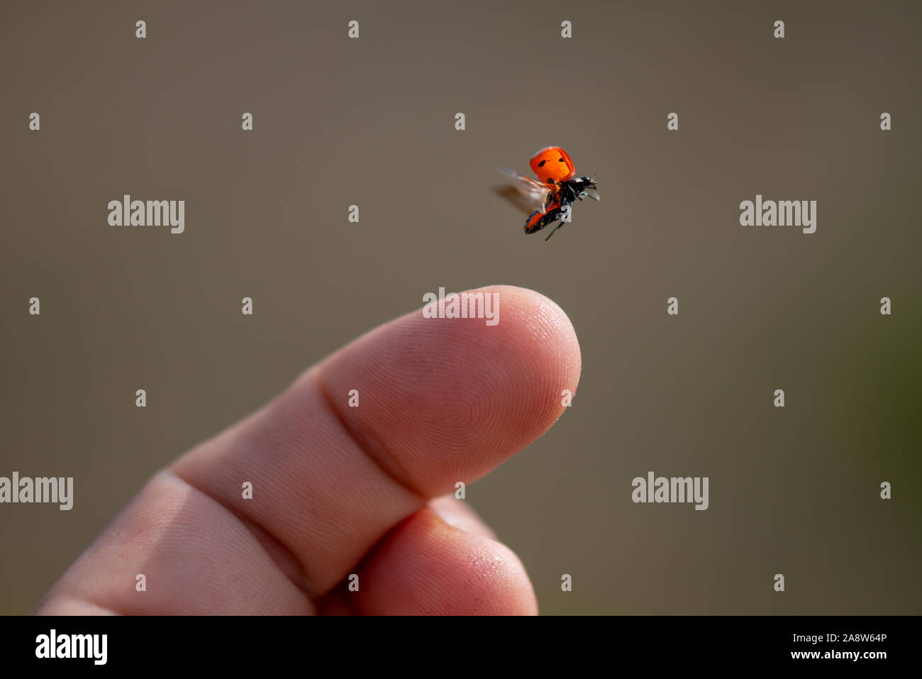 Summer flying insect insects hi-res stock photography and images - Alamy