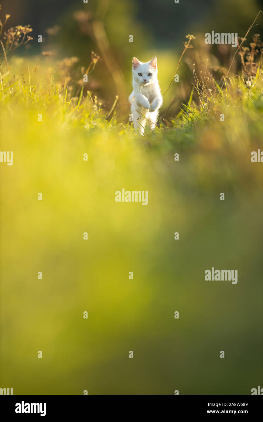 Extremely cute white kitten hi-res stock photography and images - Alamy