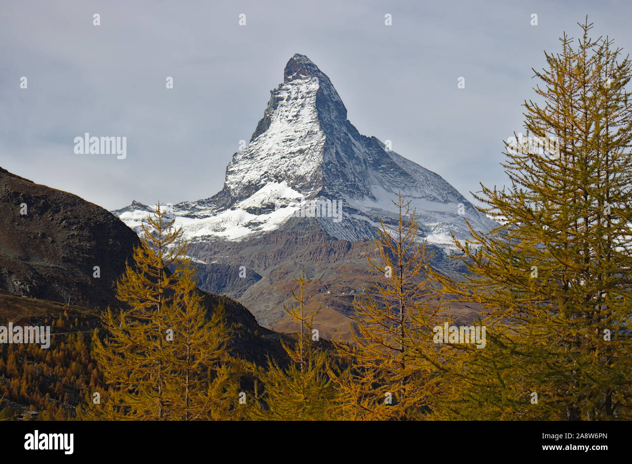Beautiful view between orange larch forest towards matterhorn in autumn ...