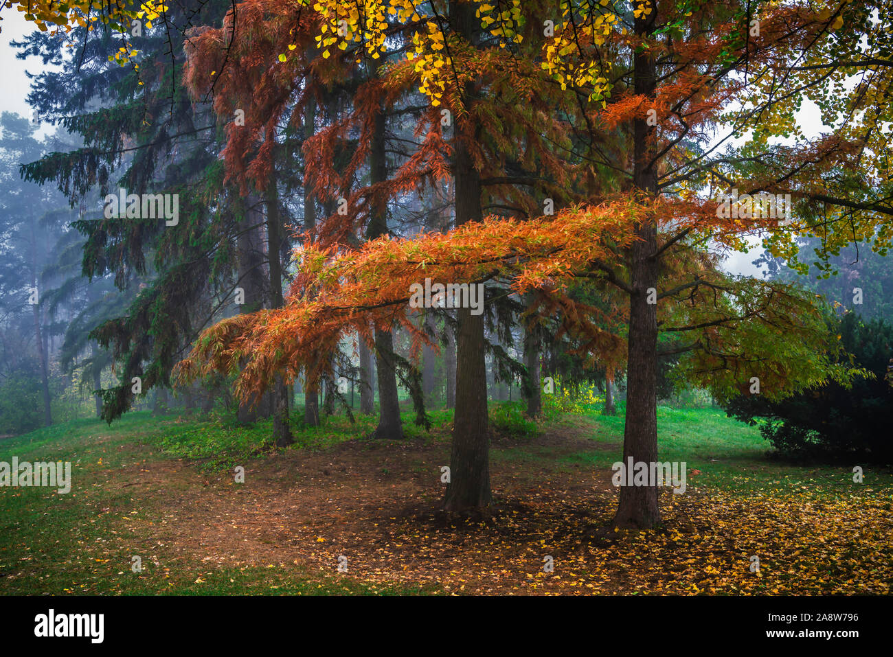 Multiple yellow trees hi-res stock photography and images - Alamy