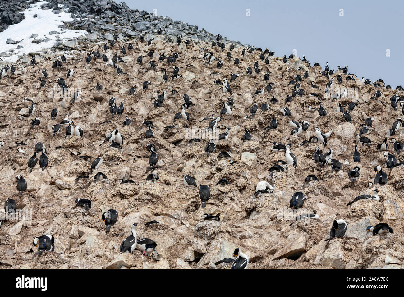 Large colony of Imperial Shags Leucocarbo atriceps) Also known as the ...