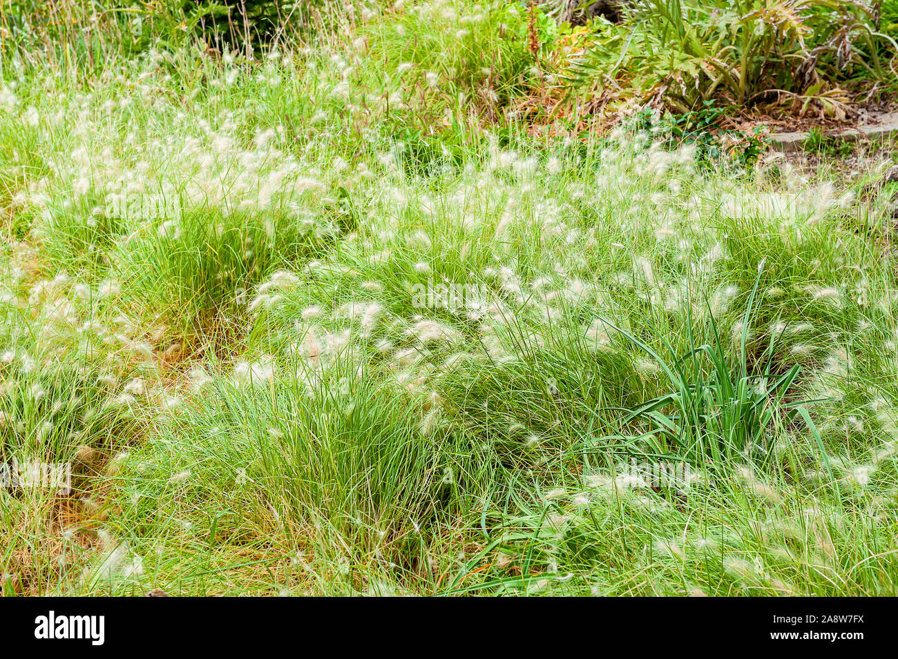 Green meadow grass Stock Photo - Alamy