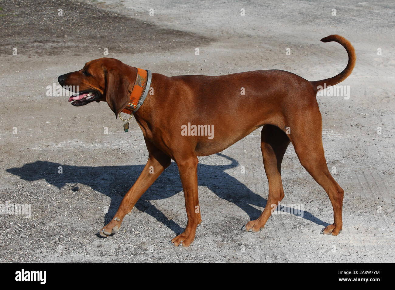 Redbone hi-res stock photography and images - Alamy