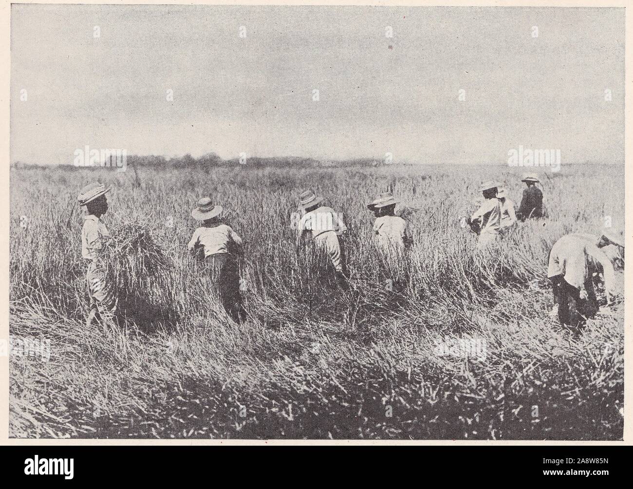 Rice harvest in Siam, Asia 1940s / 1950s Stock Photo - Alamy