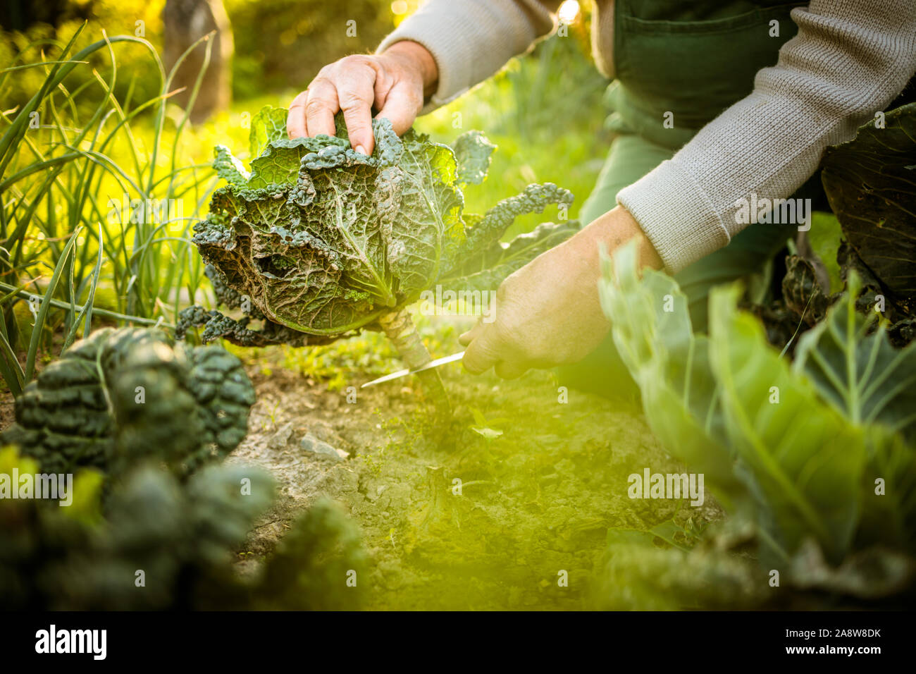 Senior gardener gardening in his permaculture garden - holding a ...