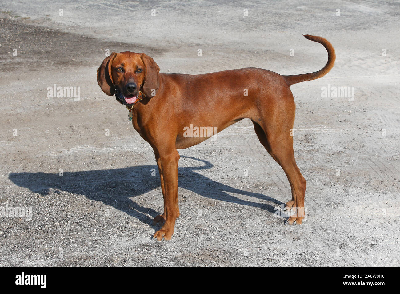 American black and tan coonhound hi-res stock photography and images ...