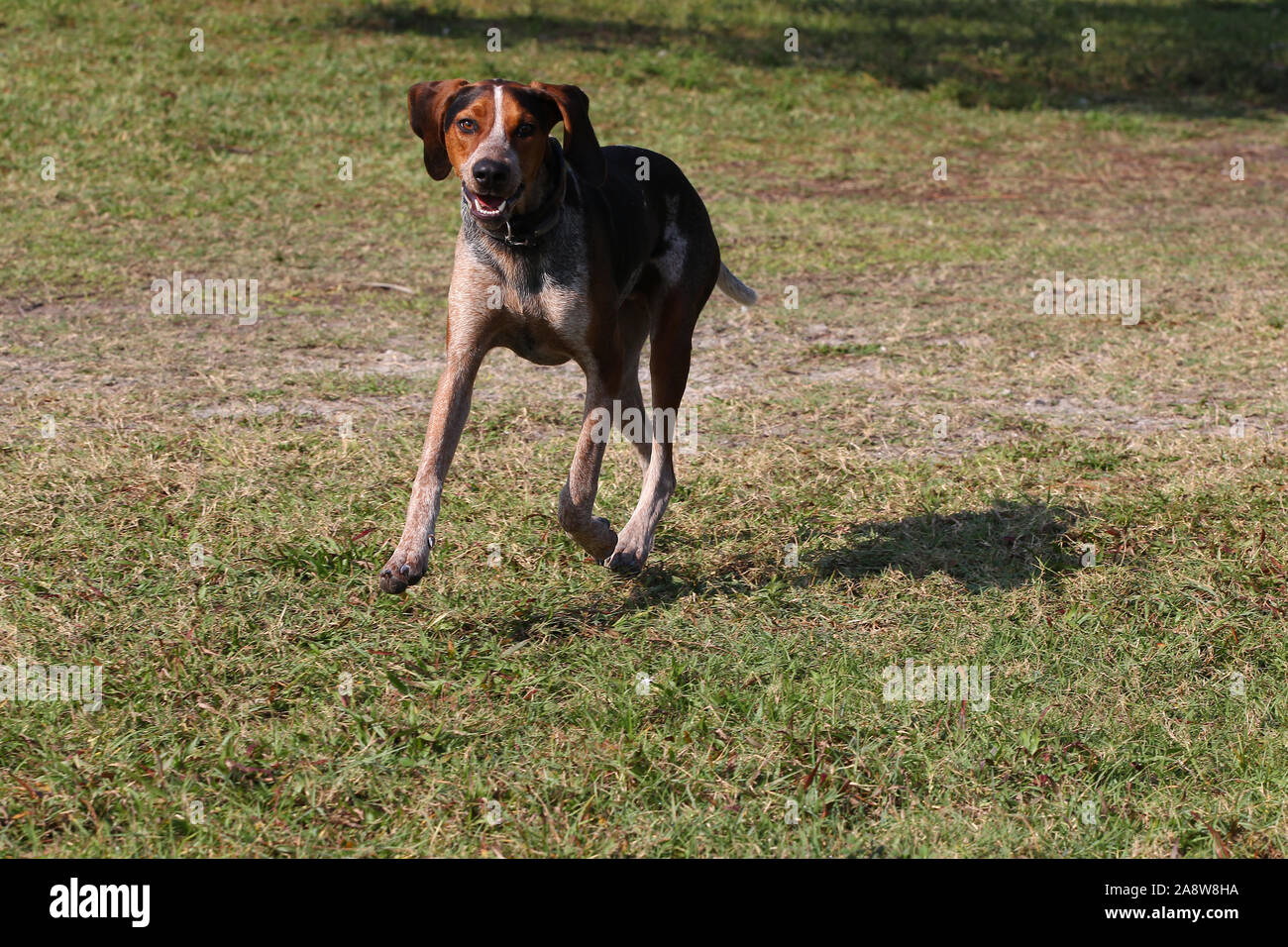 American black and tan coonhound hi-res stock photography and images ...