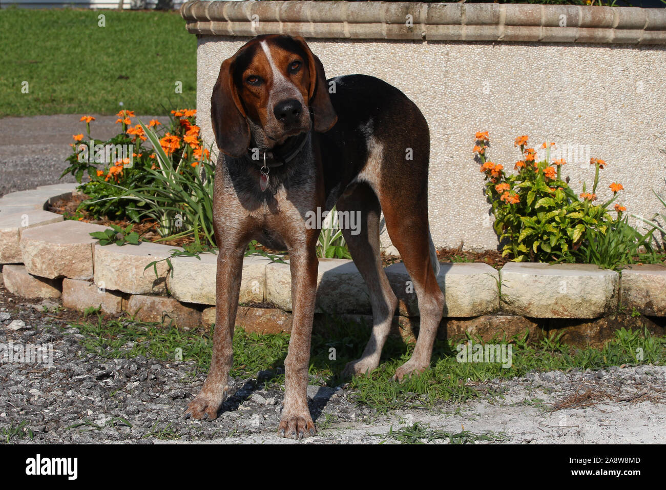 American black and tan coonhound hi-res stock photography and images ...
