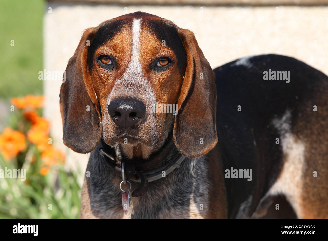 American black and tan coonhound hi-res stock photography and images ...
