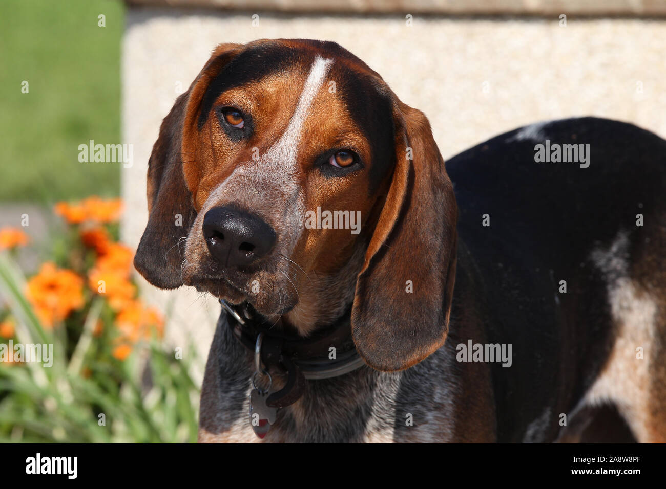 American black and tan coonhound hi-res stock photography and images ...