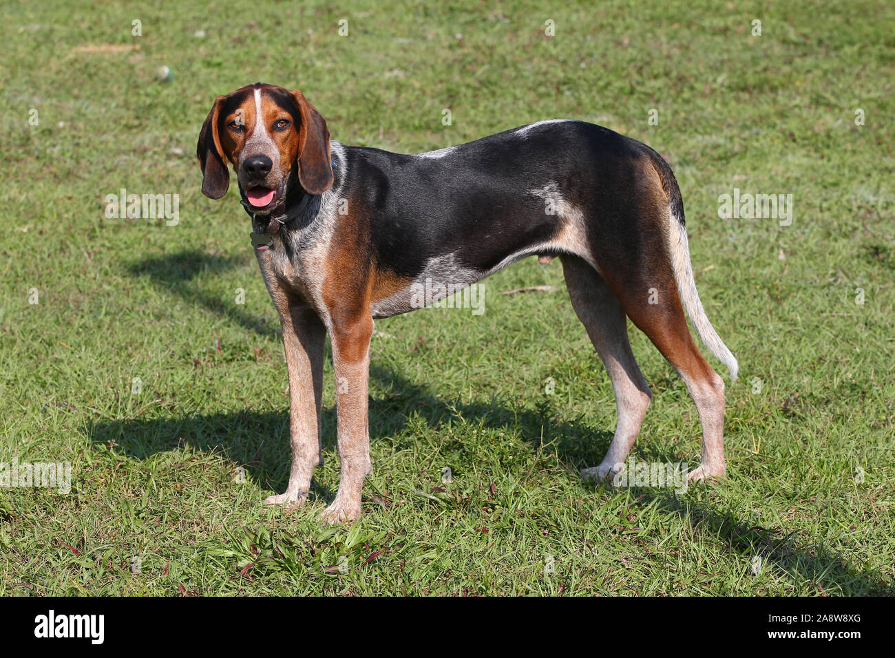 American black and tan coonhound hi-res stock photography and images ...