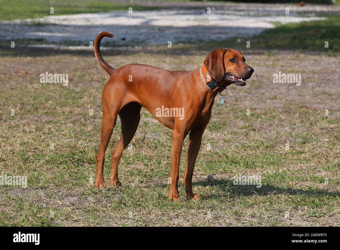 American black and tan coonhound hi-res stock photography and images ...