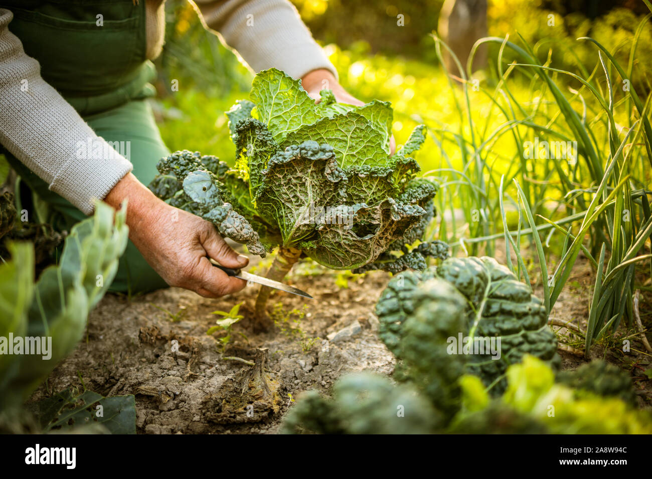 Senior gardener gardening in his permaculture garden - holding a ...