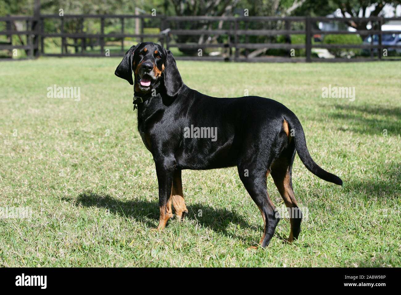 American black and tan coonhound hi-res stock photography and images ...