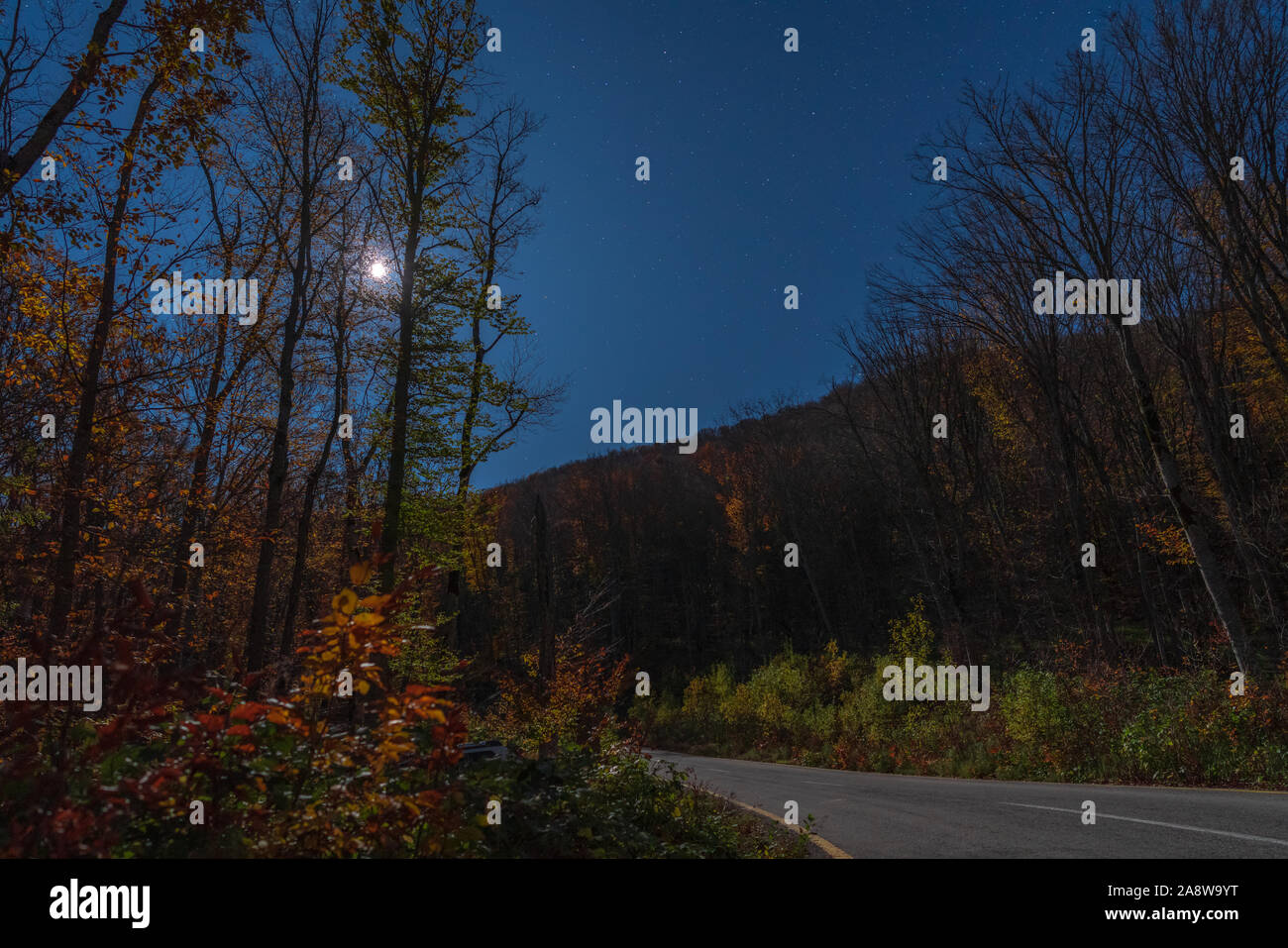 Night forest road hi-res stock photography and images - Alamy