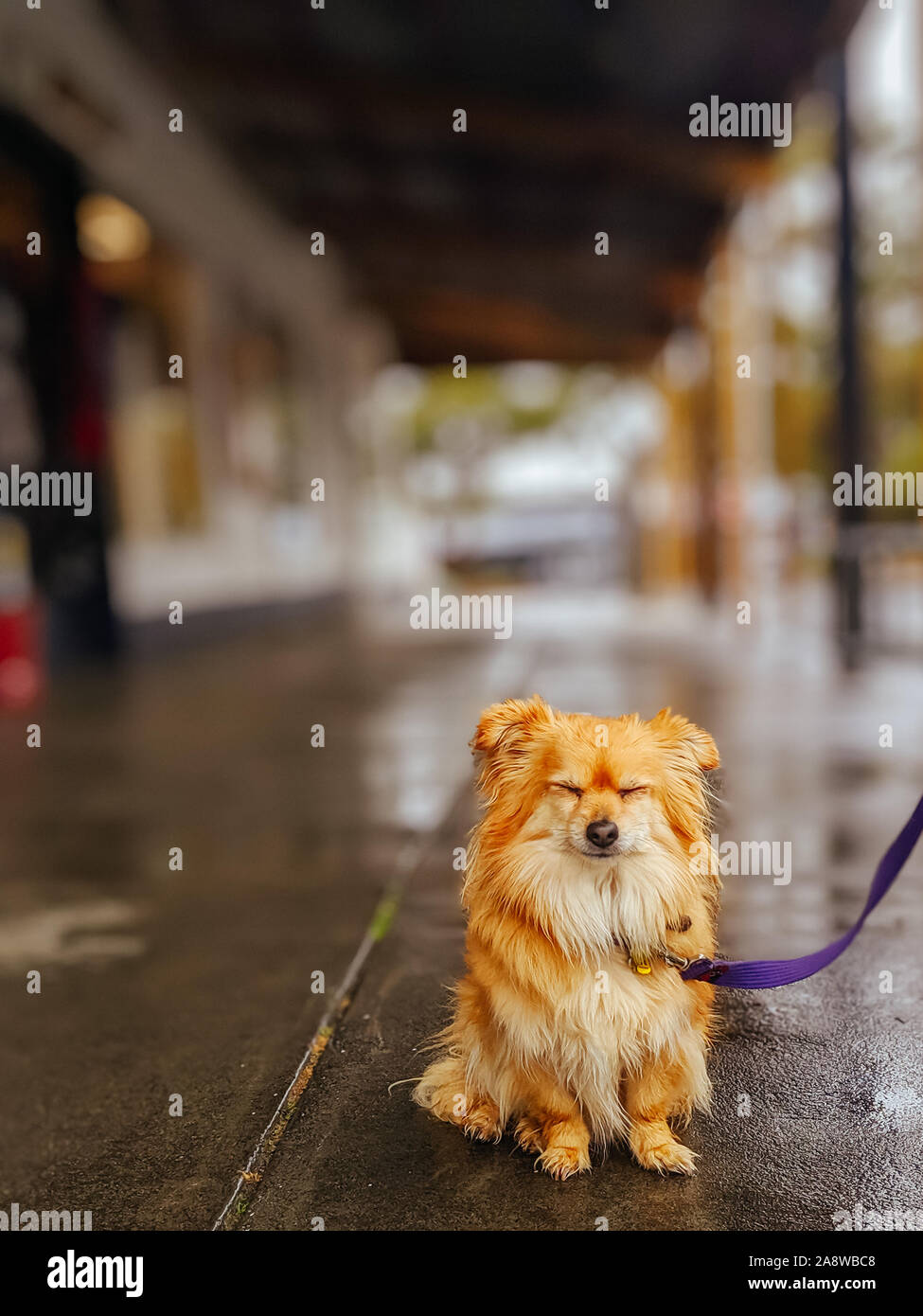 How Do You Warm Up A Wet Cold Dog