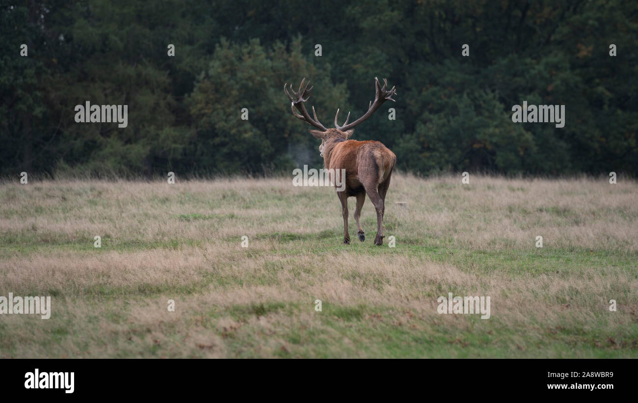 Oh my Deer! Red and fallow deer in rutting season in Richmond Park ...