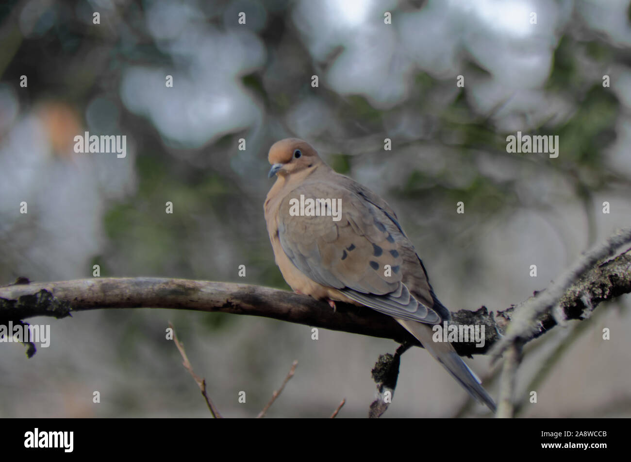Mourning dove in a tree hi-res stock photography and images - Alamy