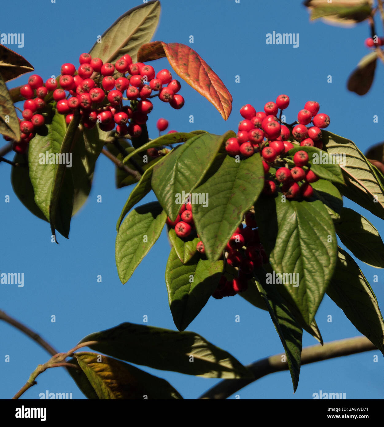 Cotoneaster frigidus, the tree cotoneaster Stock Photo - Alamy